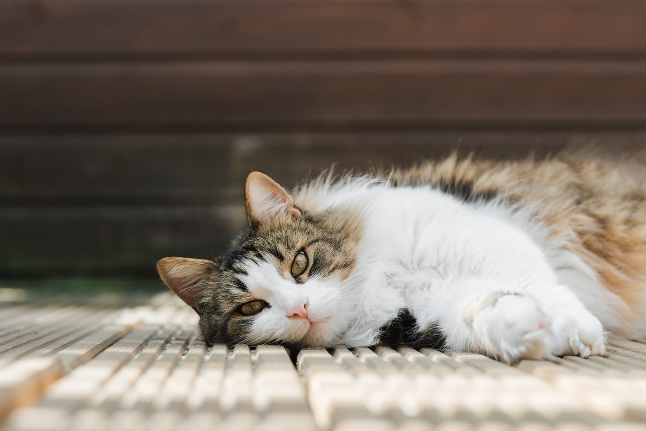3 Ways to Help Keep Your Pet at a Healthy Weight - Animal Medical ...