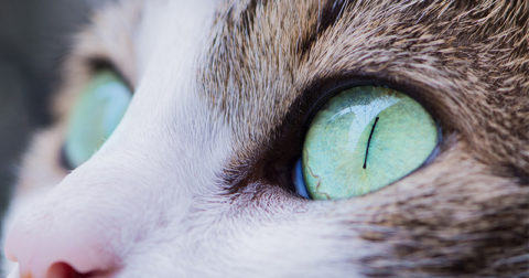 Lapeer, Michigan 48446 Veterinarian - Animal Medical Center of Lapeer