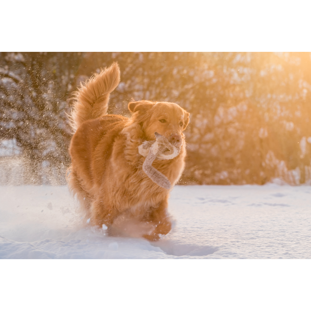 5 Pet Safety Tips During Cold Weather - Animal Medical Center of Lapeer
