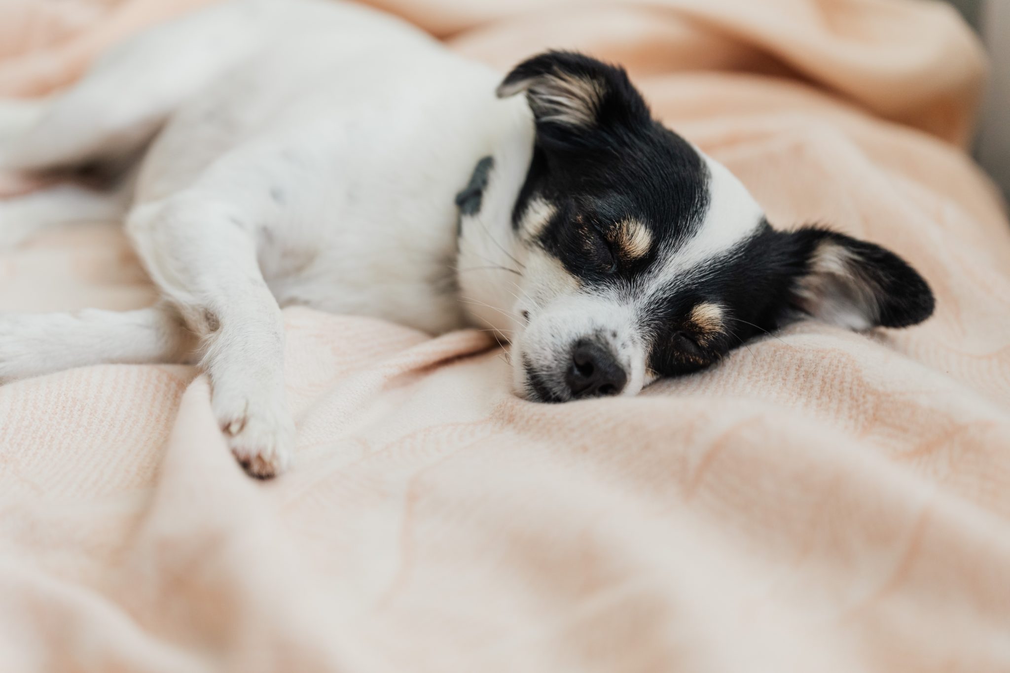 How to Spot Pet Diabetes - Animal Medical Center of Lapeer