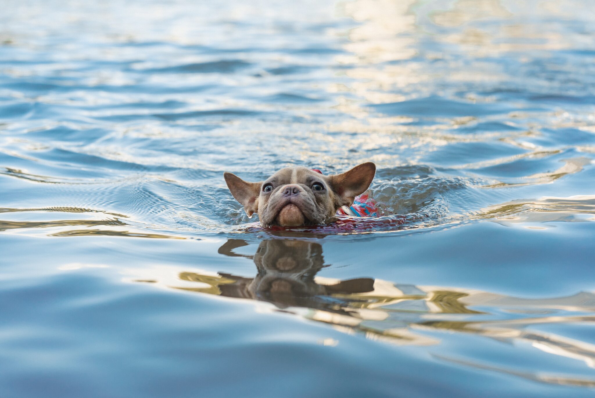 Five Guidelines for Safe Swimming with Your Puppy - Animal Medical ...